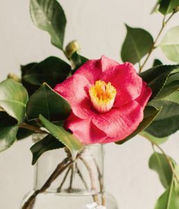 What is Tsubaki? Tsubaki Benefits, Products & More | MyKirei